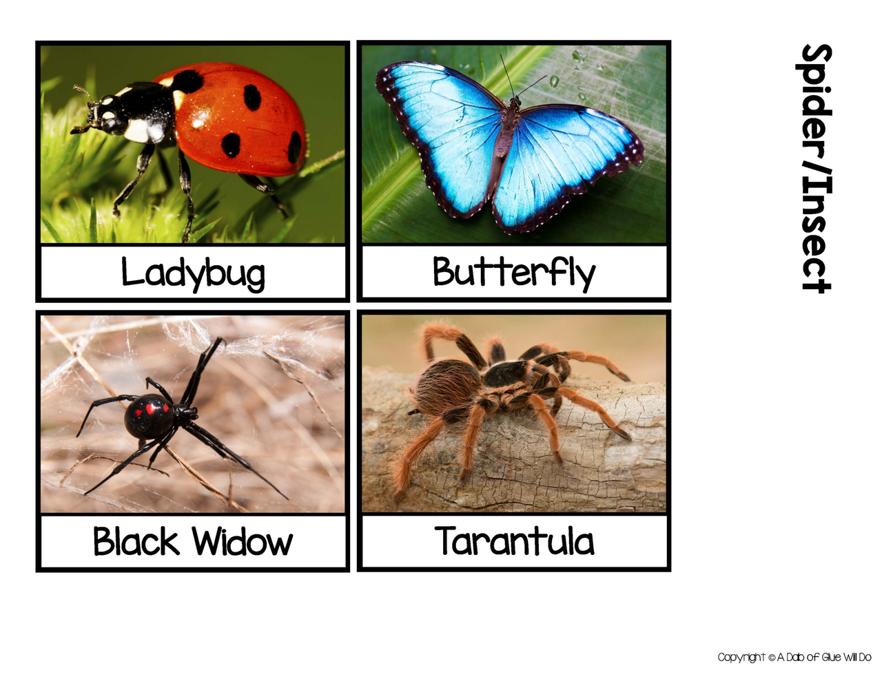 Animal Groups and Animal Classification: Insects and Spiders - A Dab of ...