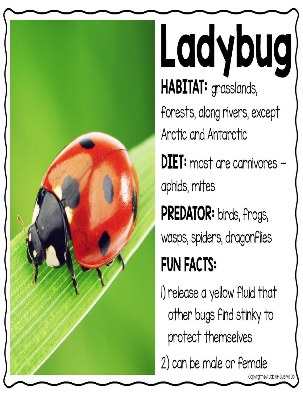 Animal Groups and Animal Classification: Insects and Spiders - A Dab of ...