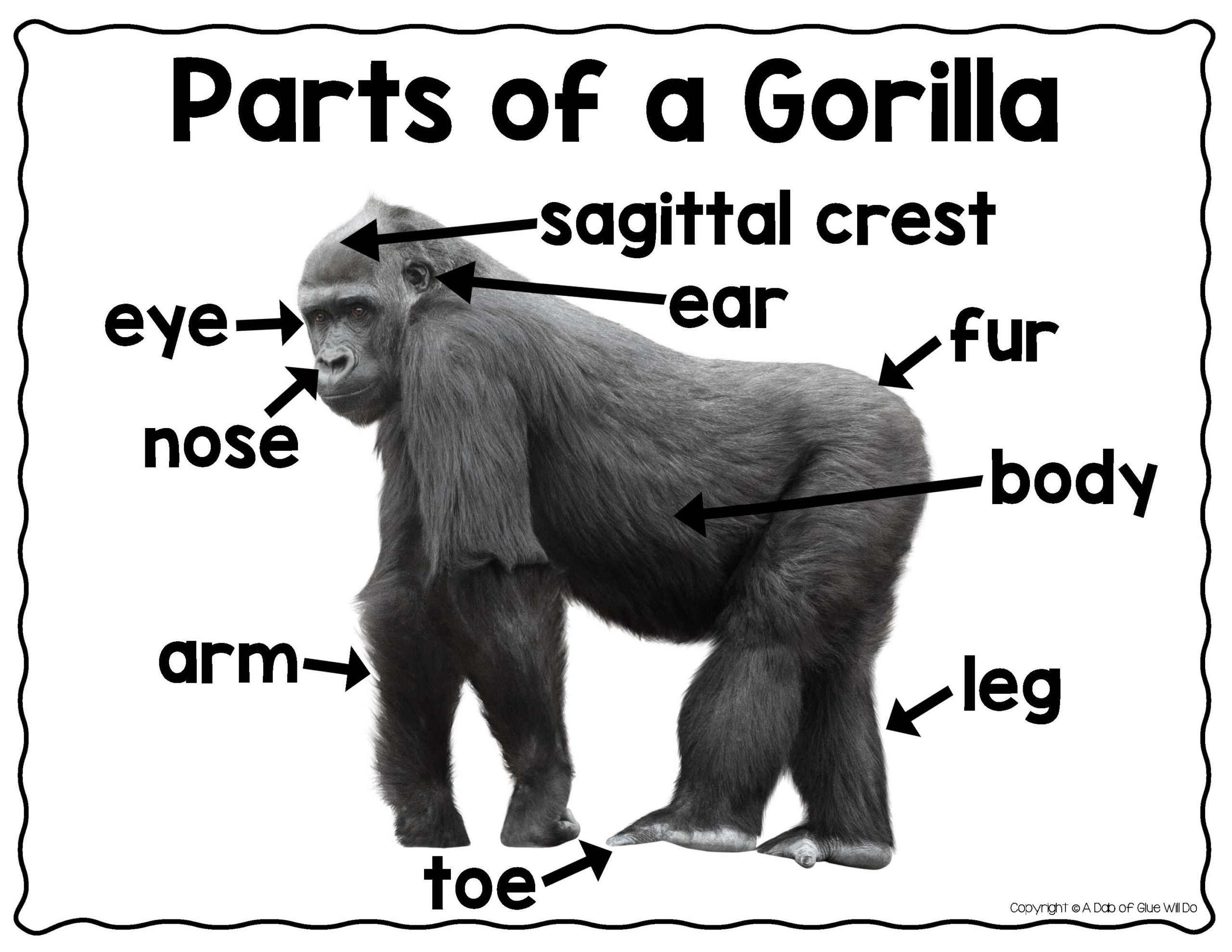 Animal Groups and Animal Classification: Mammals - A Dab of Glue Will Do