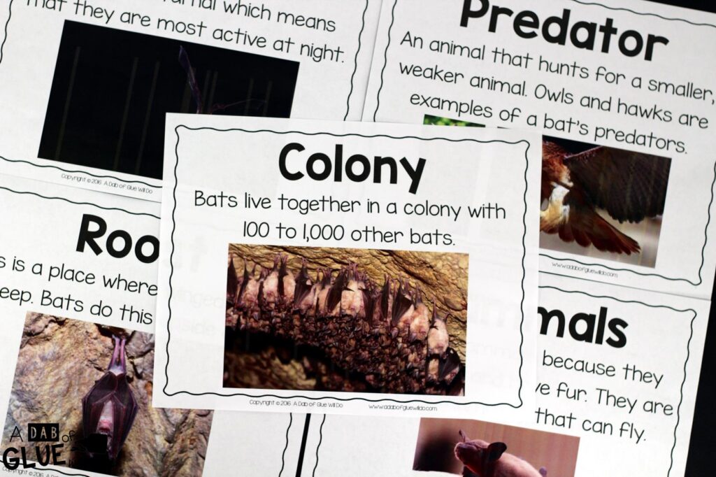 Bats: An Animal Study