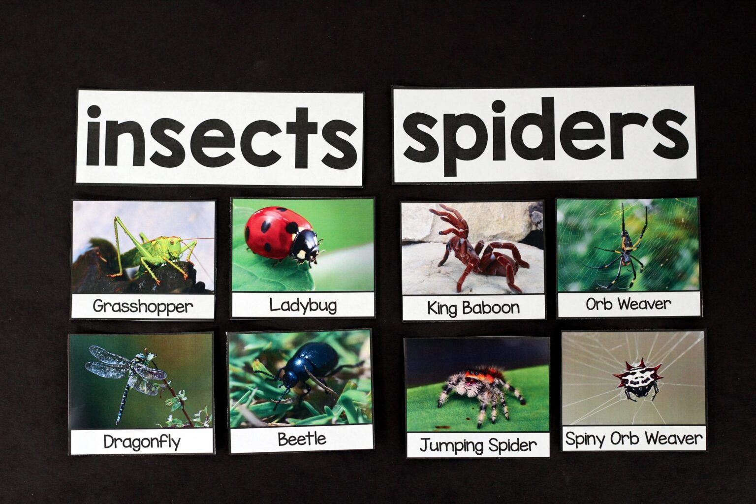 Spiders: An Animal Study