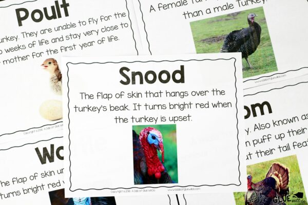 Animal Studies Holiday Bundle