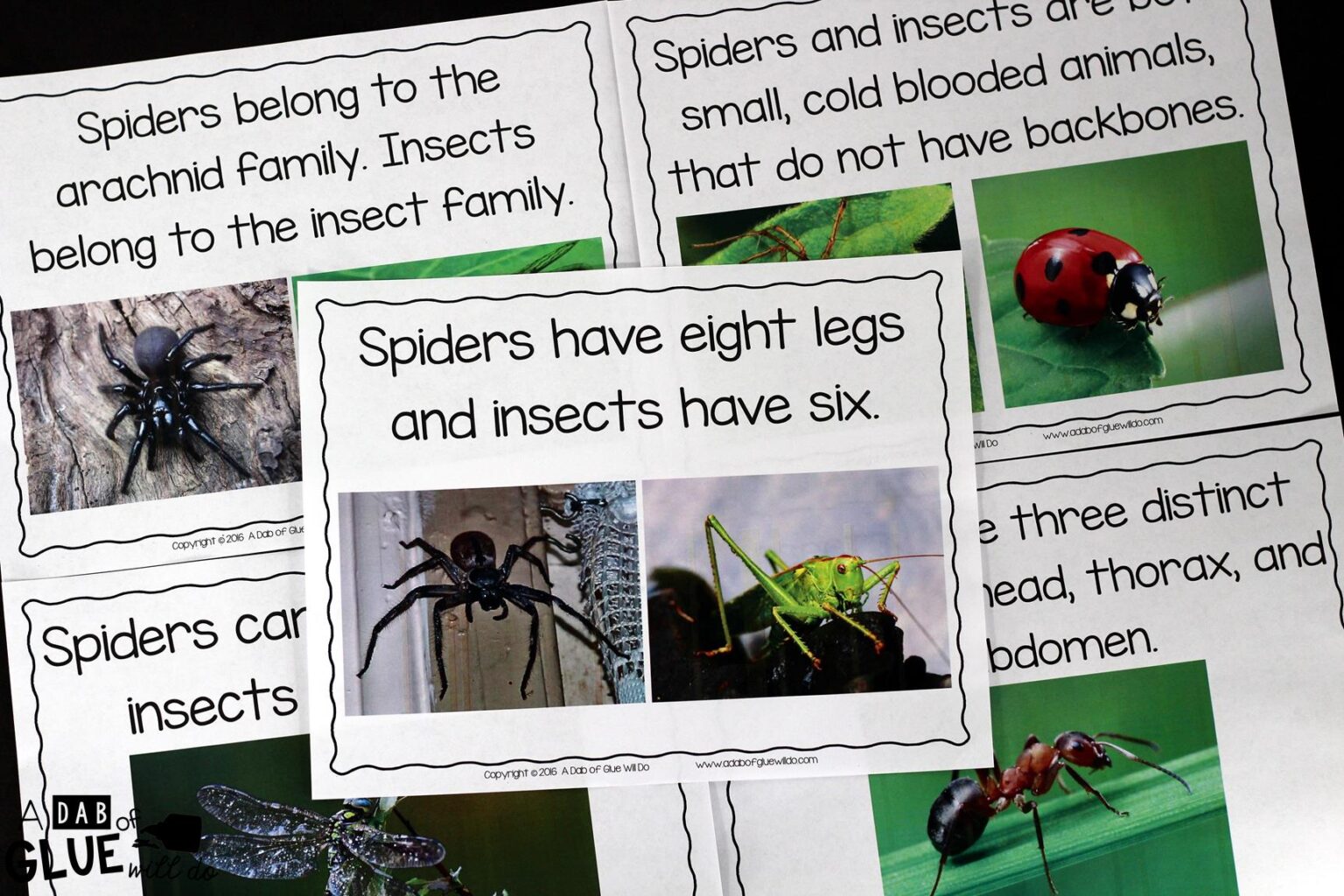 Spiders: An Animal Study