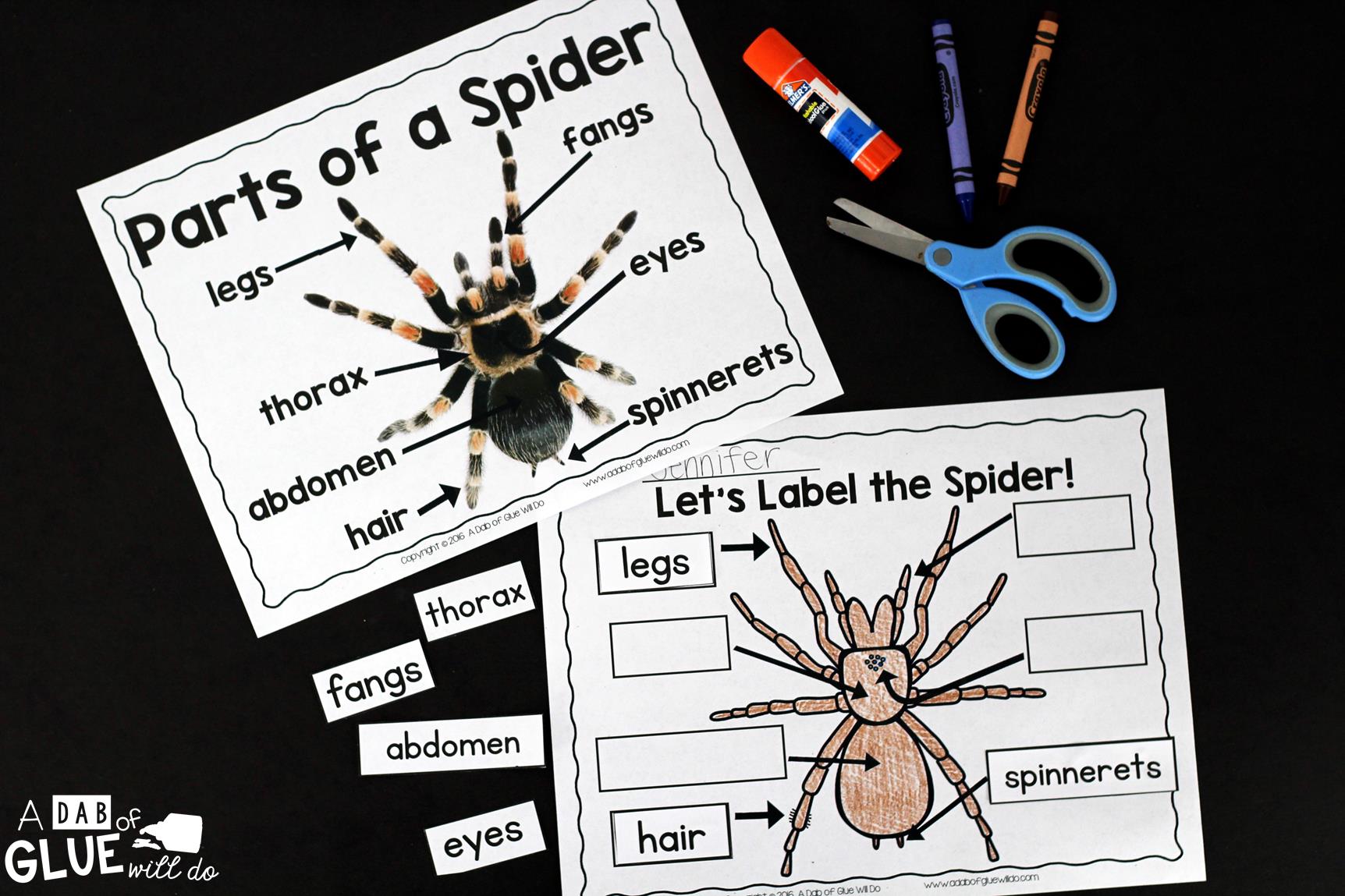 Spiders An Animal Study