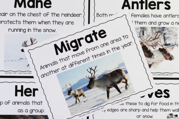 Reindeer Facts : An Animal Study - A Dab of Glue Will Do