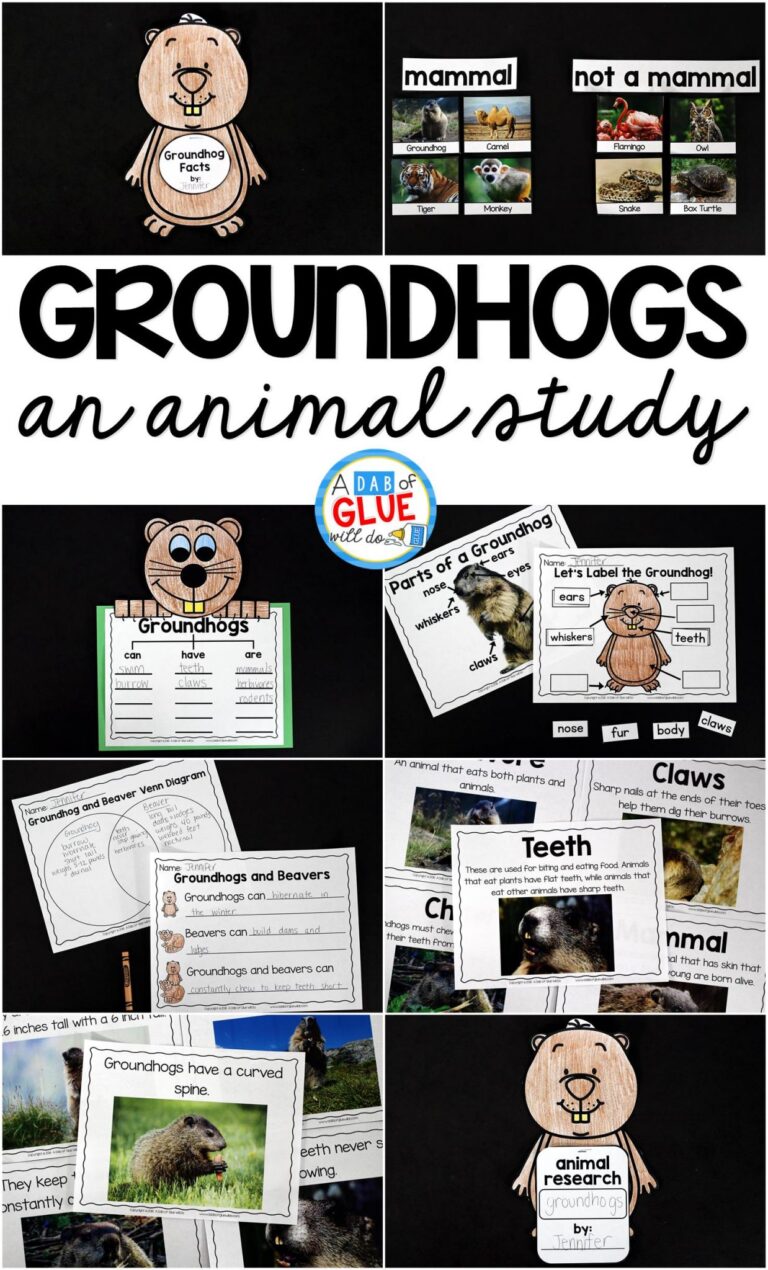 Groundhog Facts Animal Study
