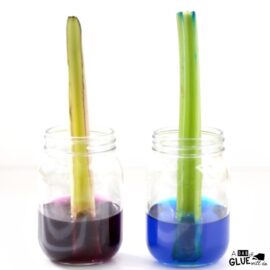 Celery Science Experiment