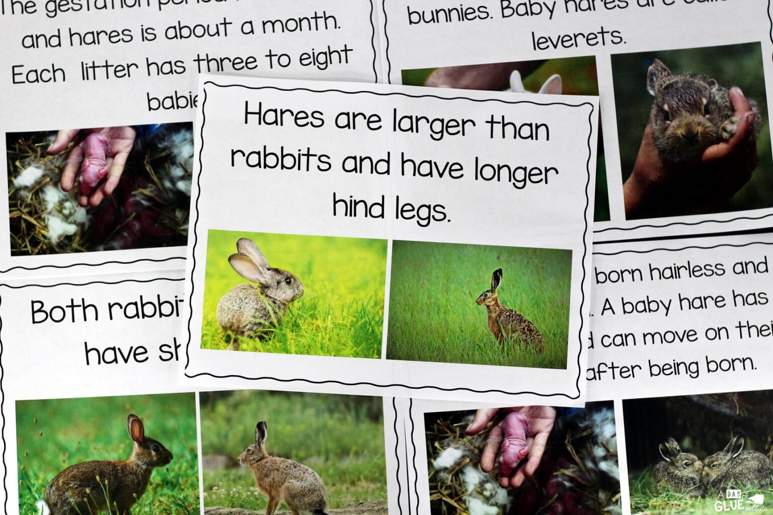 Rabbit Facts : An Animal Study