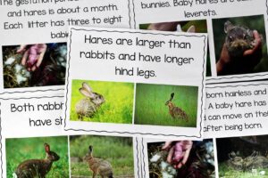 Rabbit Facts : An Animal Study