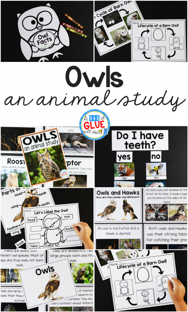 Owls: An Animal Study - A Dab of Glue Will Do