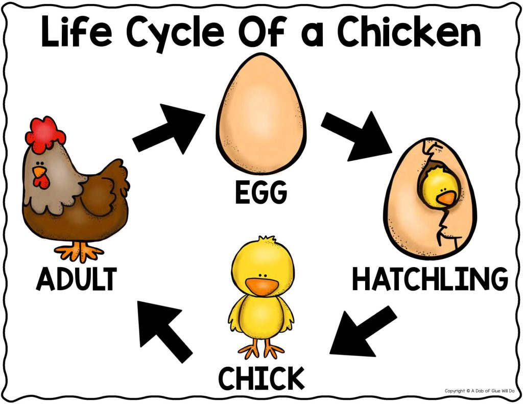 Chickens Animal Study for Kindergarten - A Dab of Glue Will Do