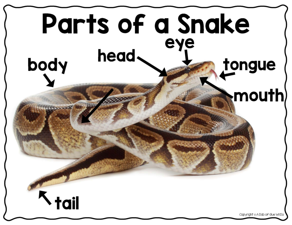 Animal Groups and Animal Classification: Reptiles - A Dab of Glue Will Do