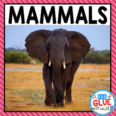 Animal Group Bundle: Mammals Fish Birds Reptiles Amphibians Fish ...
