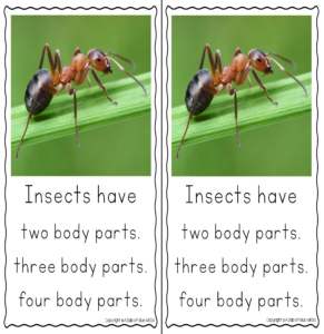 Animal Groups and Animal Classification: Insects and Spiders - A Dab of ...