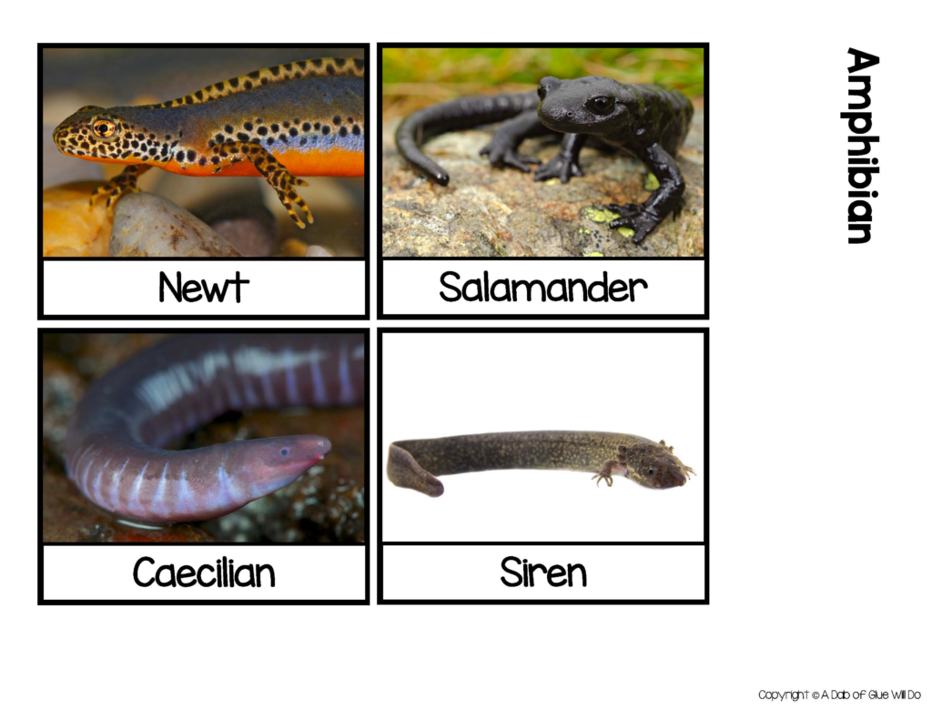 Animal Group Bundle: Mammals Fish Birds Reptiles Amphibians Fish ...