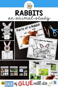 Rabbit Facts : An Animal Study