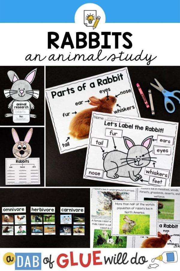 Rabbit Facts : An Animal Study