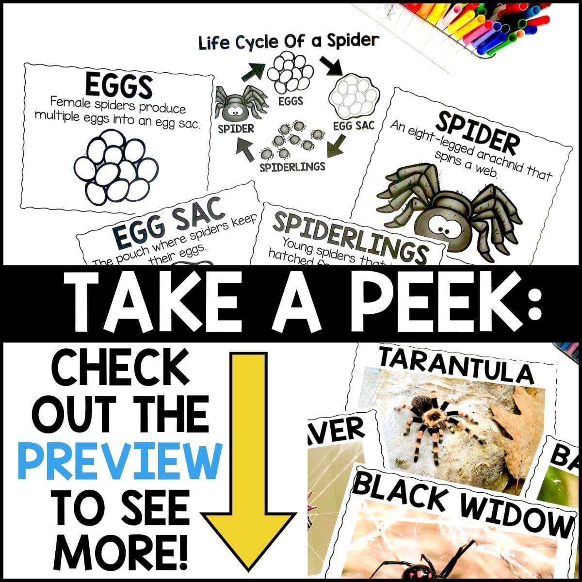 Spiders Animal Study for Pre-K - A Dab of Glue Will Do