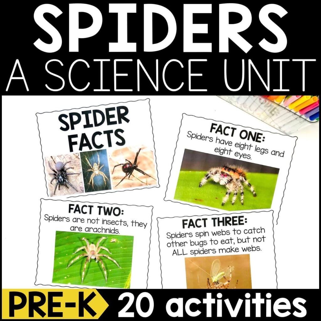 Spiders Animal Study for Pre-K - A Dab of Glue Will Do