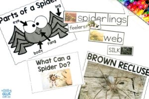 Pre-K Spiders Science Unit an Animal Study