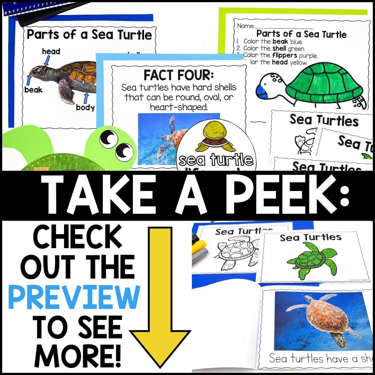 Sea Turtles Animal Study for PreK - A Dab of Glue Will Do