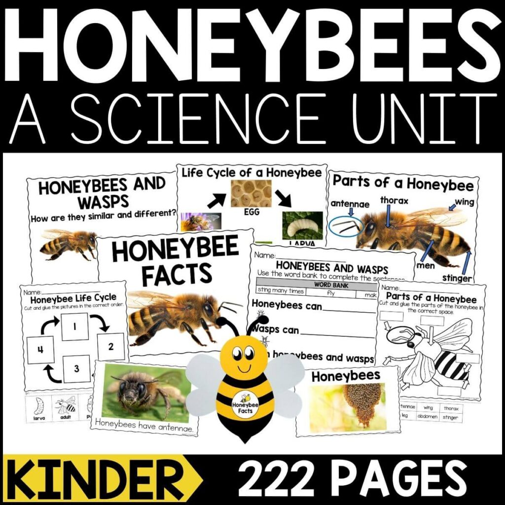 Honeybees Animal Study for Kindergarten - A Dab of Glue Will Do